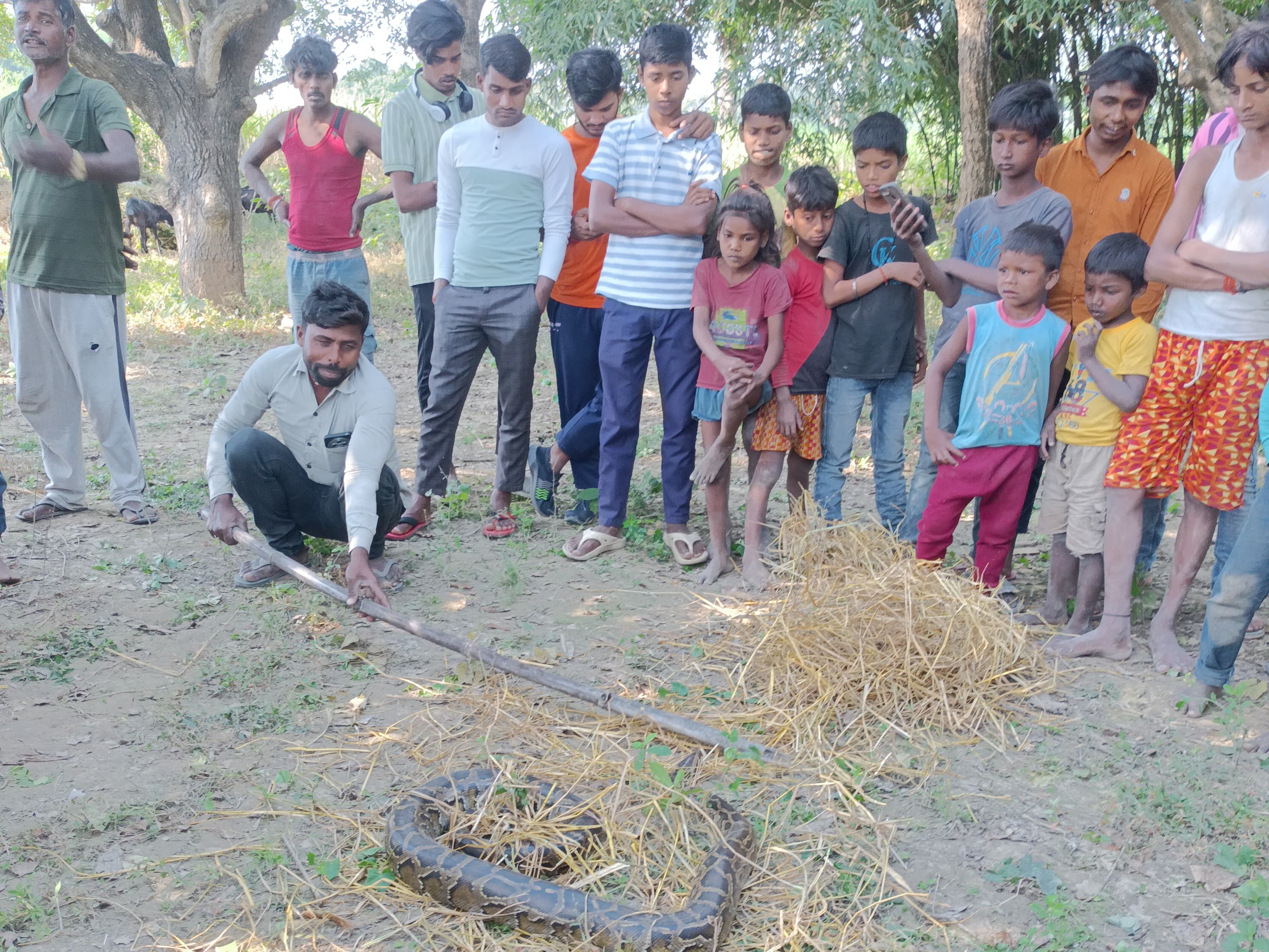 A 7-foot-long python was found on the edge of a field in Lalatoli ...