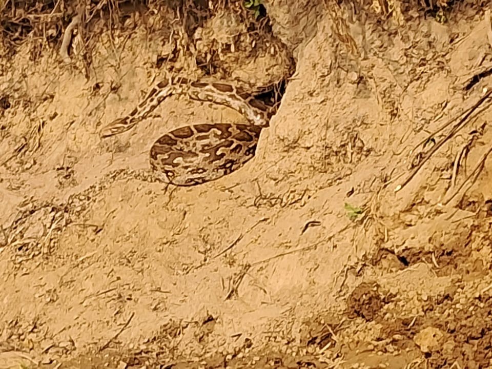 A 9-foot python was spotted on the canal track in Aligarh. | अलीगढ़ में ...