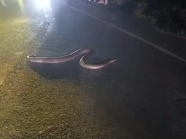 A 10-foot python was spotted on the road in Dhamnod. | धरमपुरी में सड़क ...