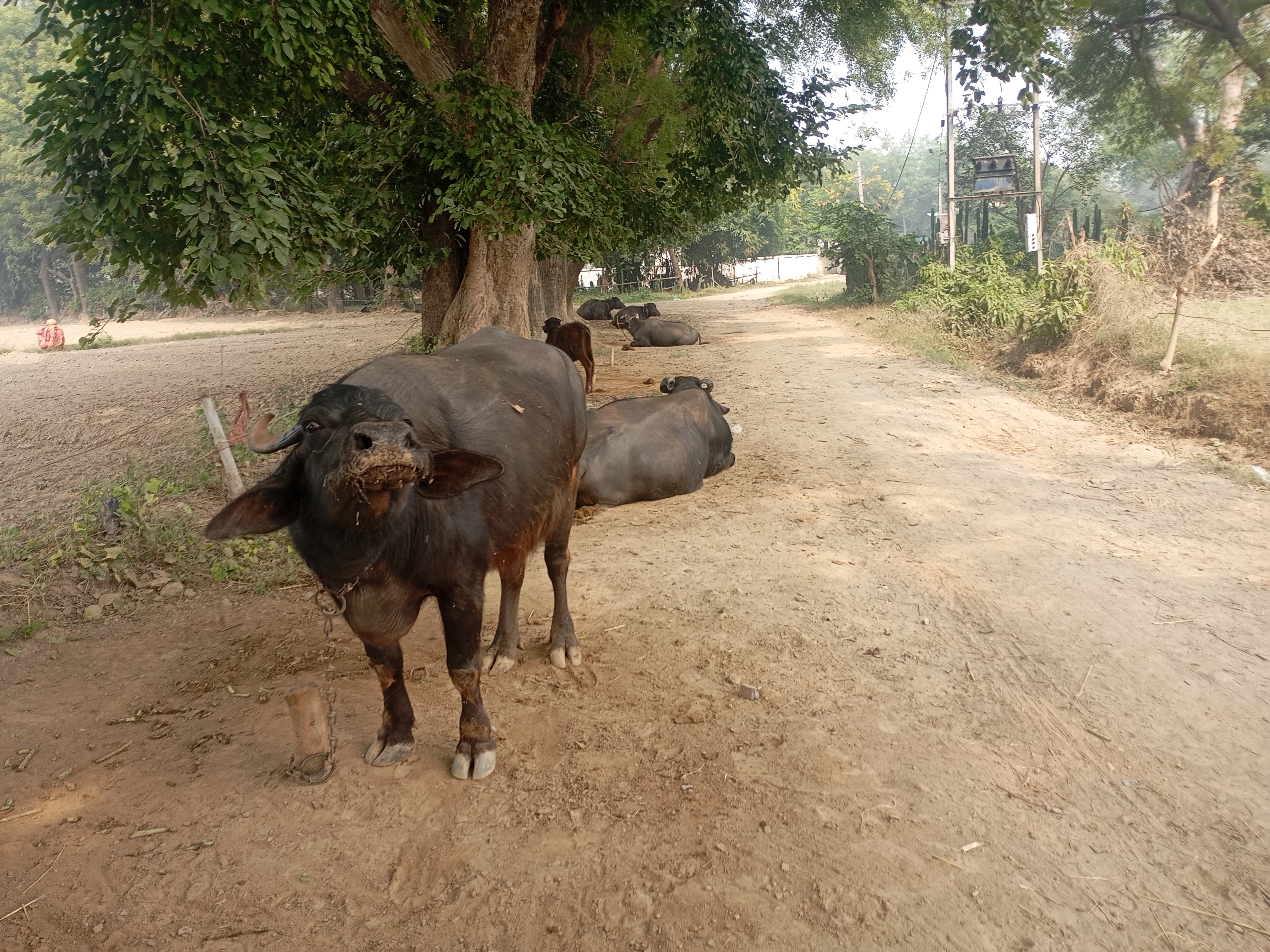 Crops damaged due to animals tied on the farm in Badanpur