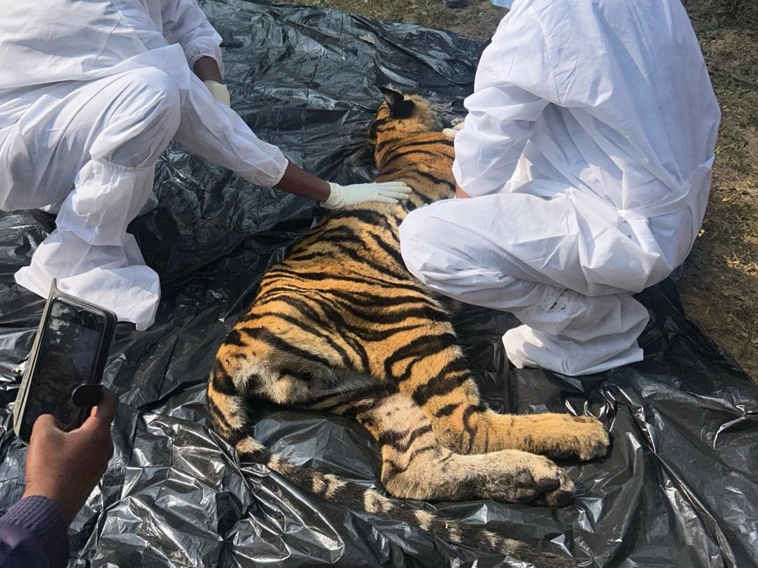 Tiger cub dies of infection in Bandhavgarh Tiger Reserve | बांधवगढ़ ...