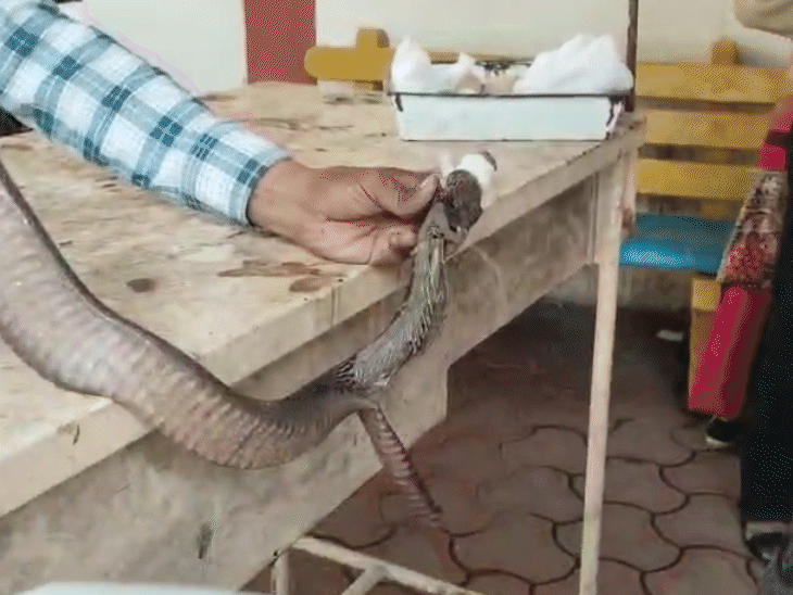 Cobra undergoes emeregency surgery in Ujjain, gets 80 stitches: Team of ...