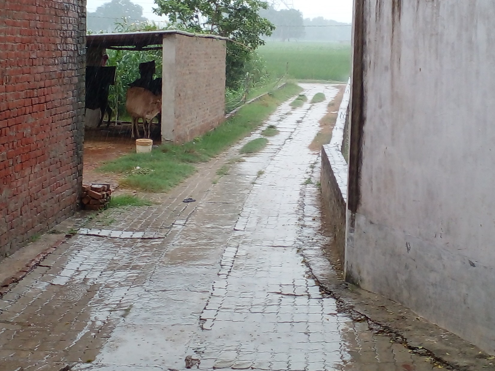 Waterlogging on the main road of the entire Rajbal village