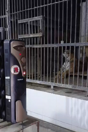 Patna Zoo winter care: Heaters for lions and big cats, warm diet for ...