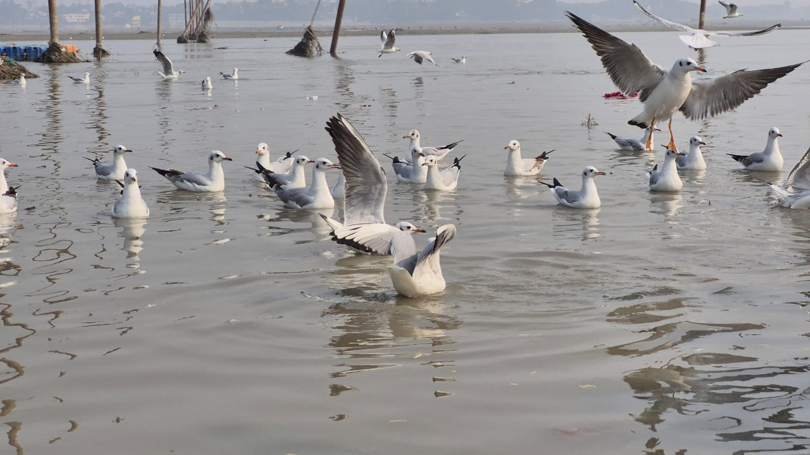 Kalpvas of Siberian birds at Sangam | संगम में साइबेरियन पक्षियों का ...