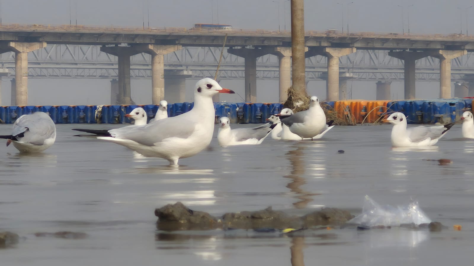 Kalpvas of Siberian birds at Sangam | संगम में साइबेरियन पक्षियों का ...