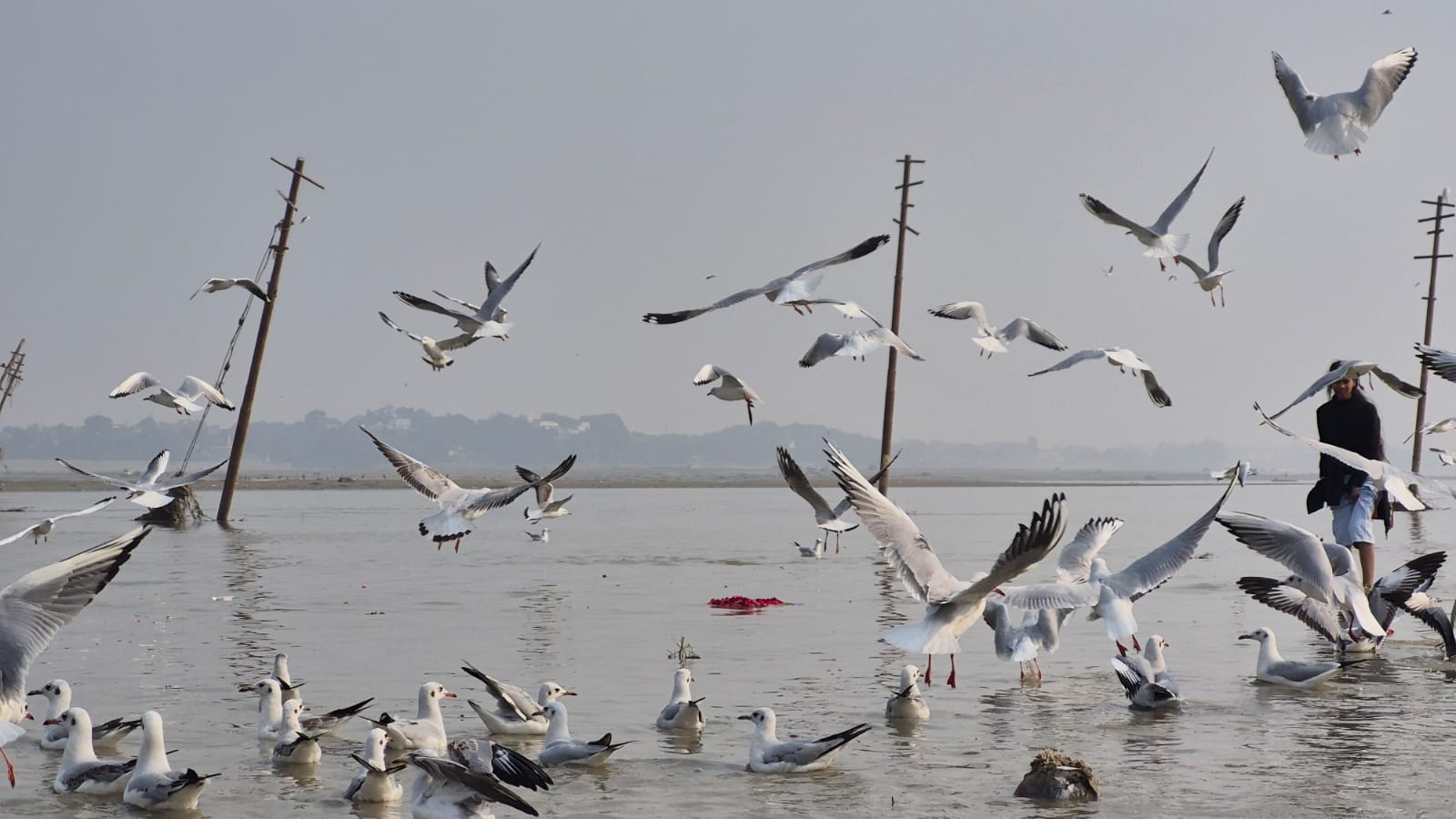 Kalpvas of Siberian birds at Sangam | संगम में साइबेरियन पक्षियों का ...