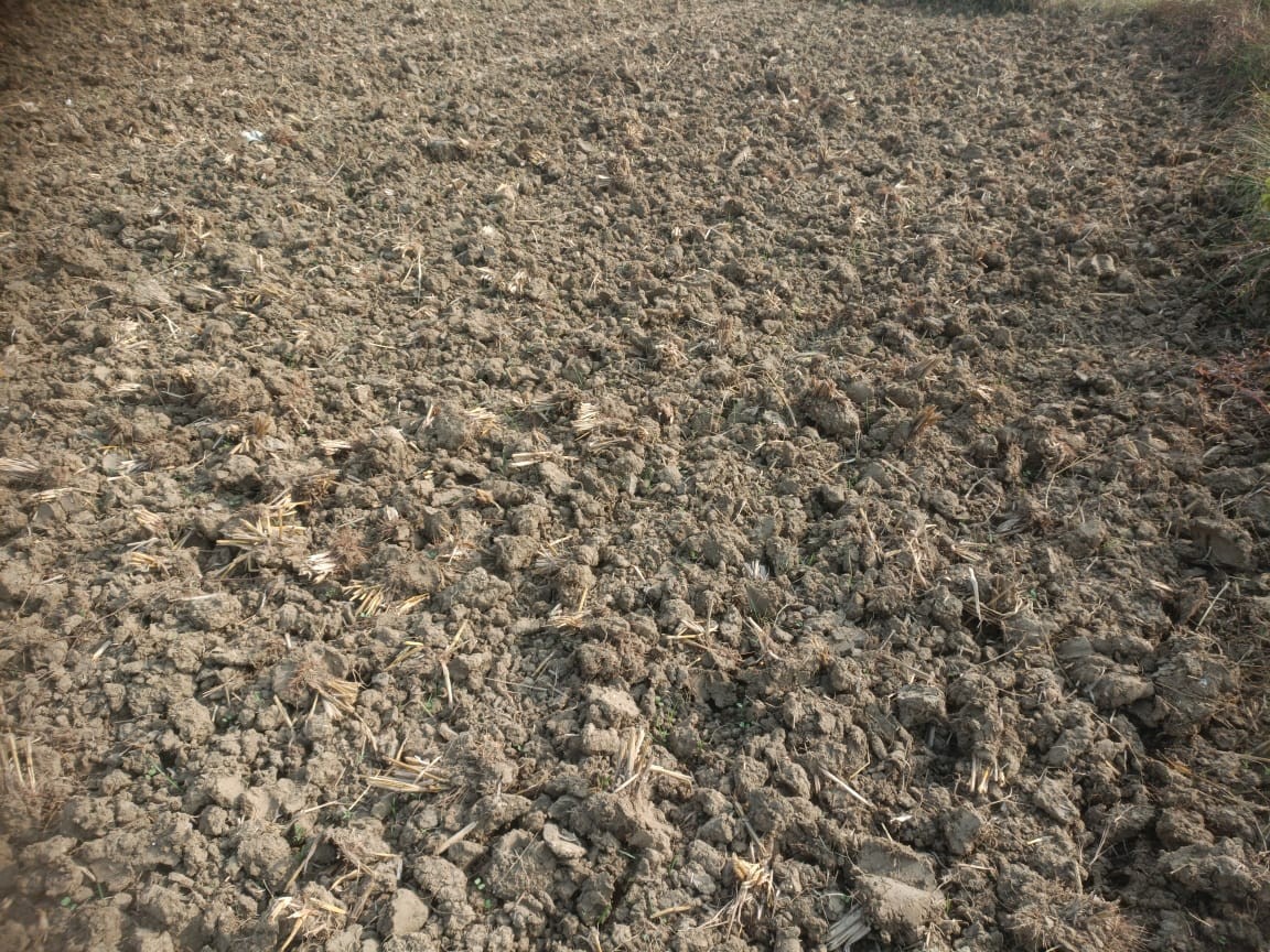 Bad wheat seeds ruin farmer's crop