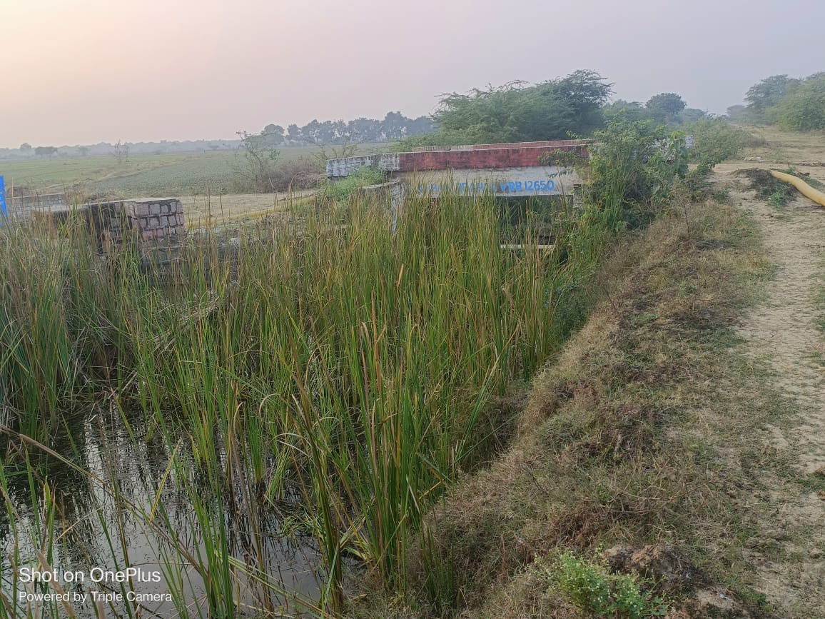 There is no water in the canals in Biwar