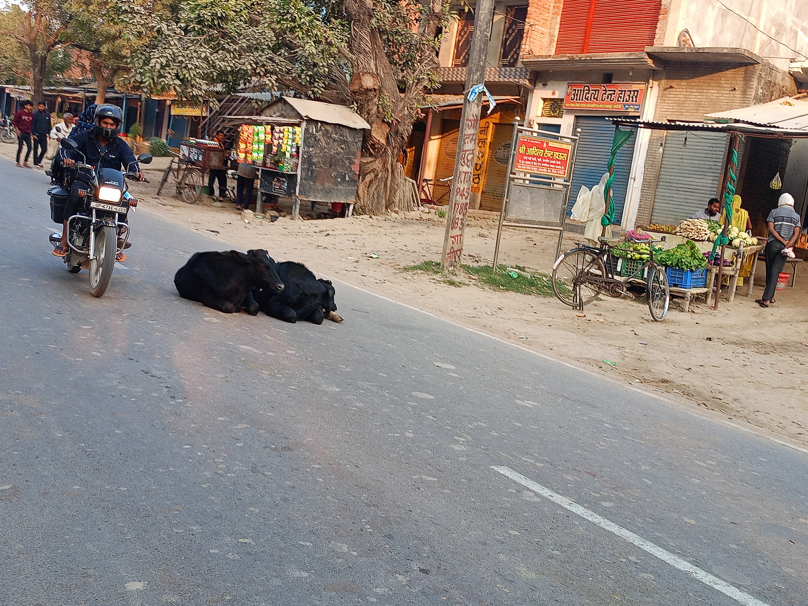 Chandauli: Accidents increase due to stray animals