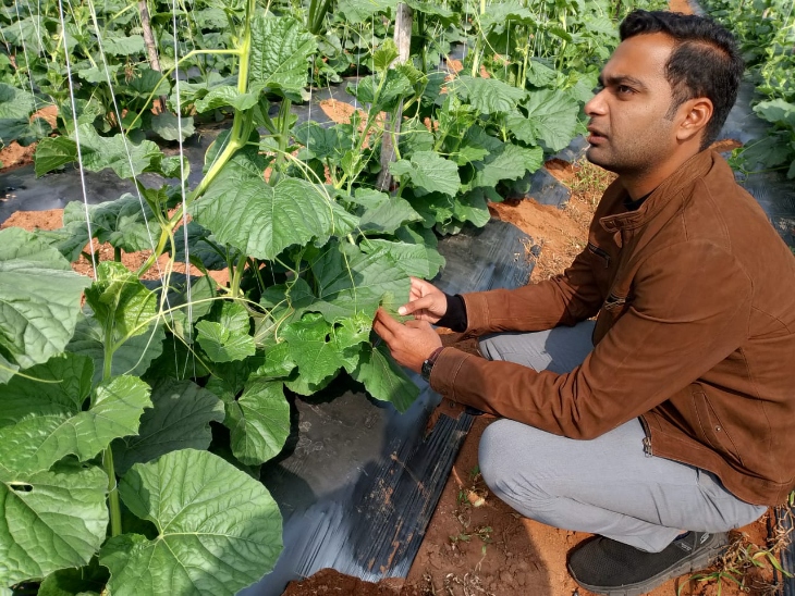 Grafted plants revived crops devastated by disease