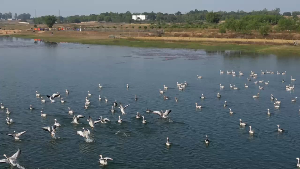 Giridih's Khandoli Dam is full of Siberian ducks