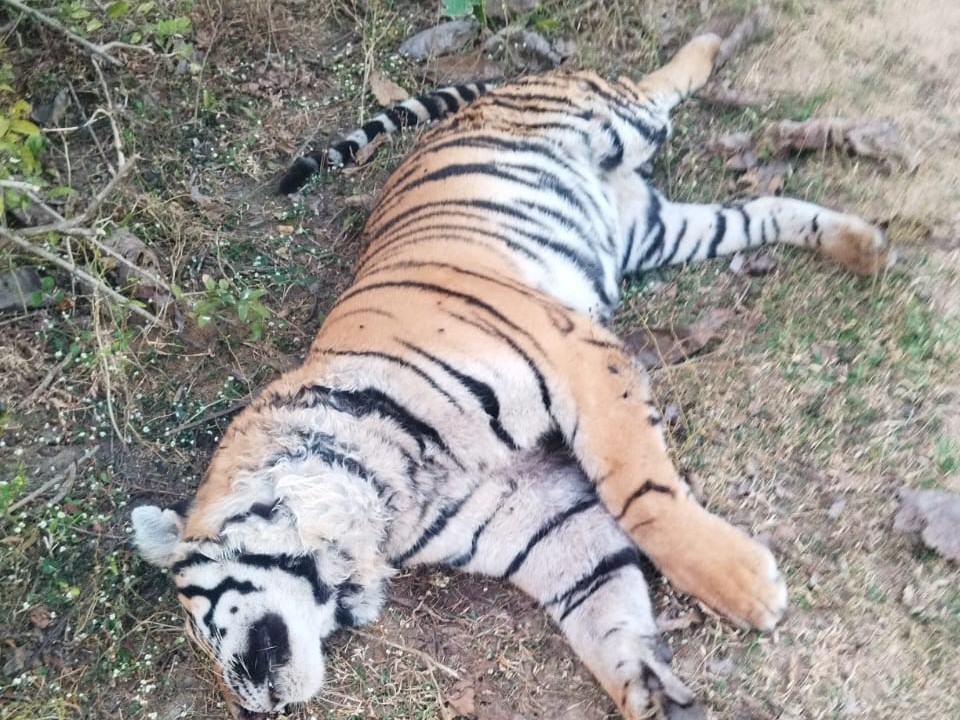 Balaghat Tigress Death Mystery; Katangi Forest Range | Anjanbihari