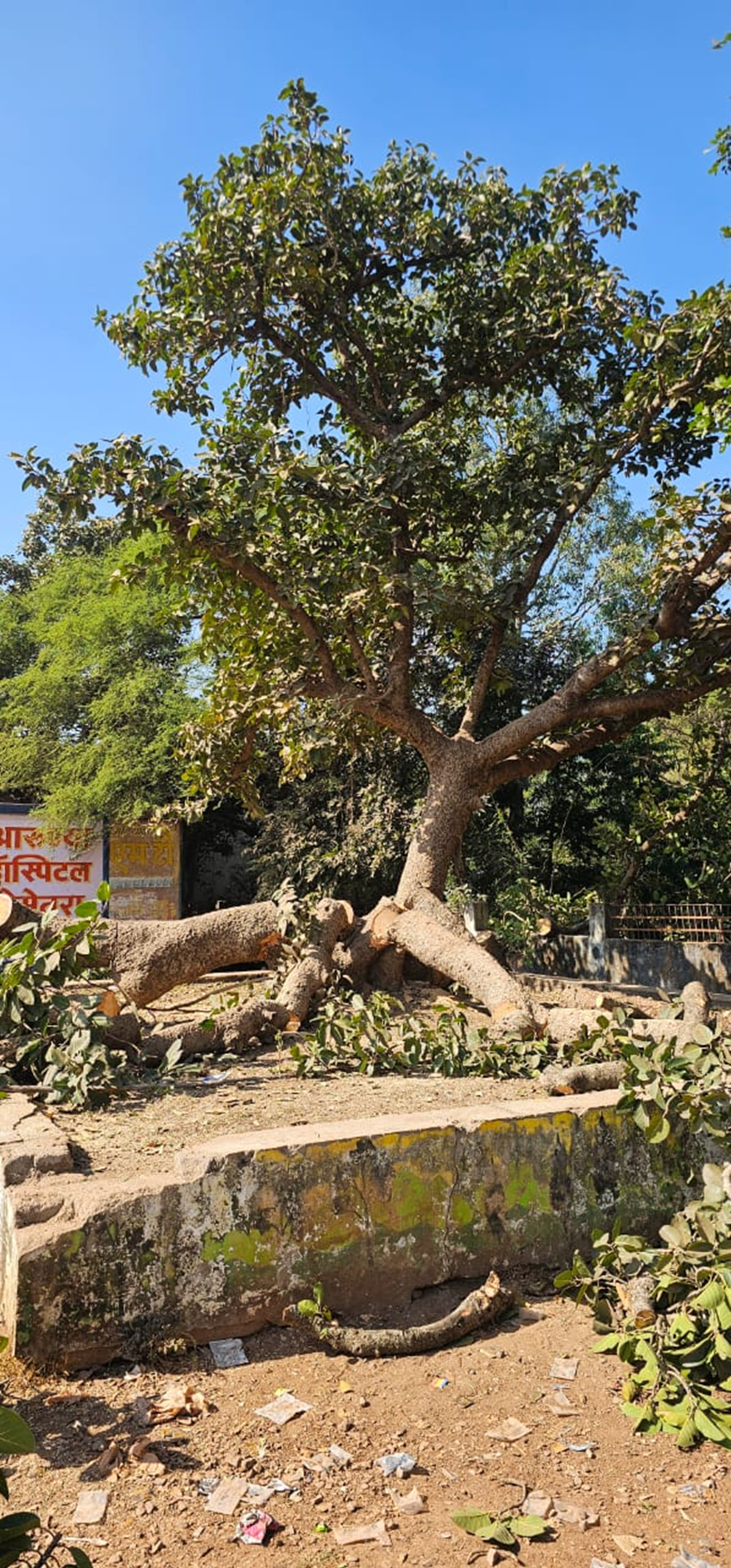 50-year-old banyan tree felled without permission, protests erupt