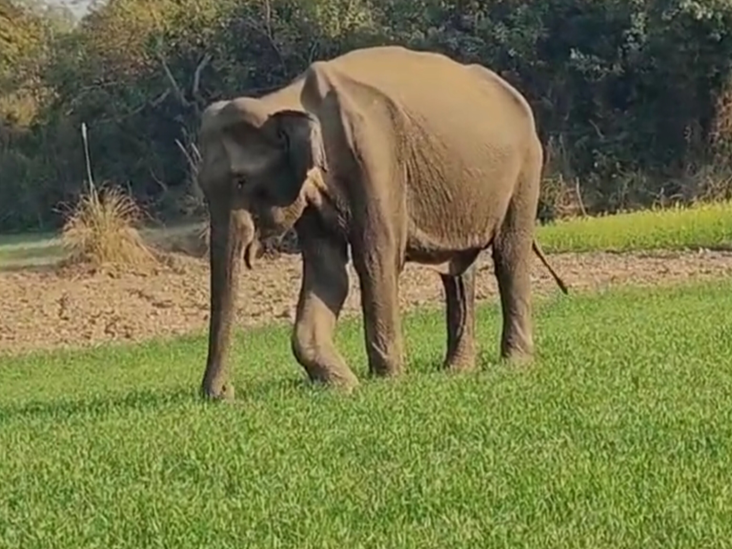 Wild elephants are damaging crops in Bijnor | बिजनौर में जंगली हथिनी ...