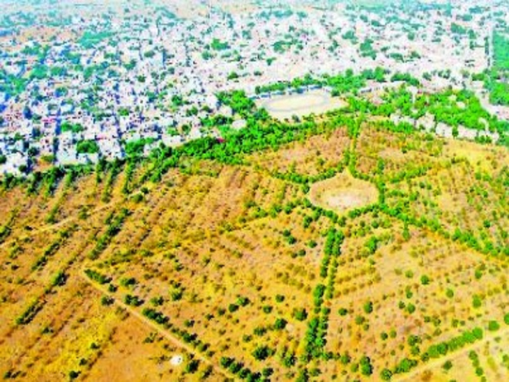 Over 30,000 saplings were planted after removing acacia trees from 41 ...
