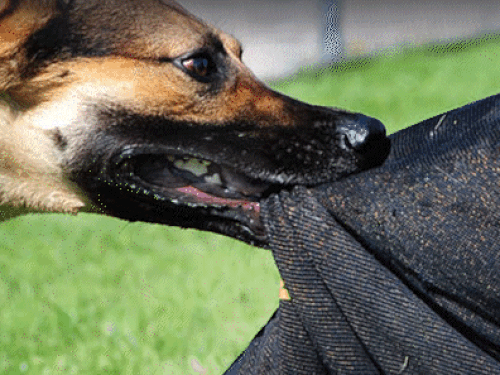 Dehradun Municipal Corp enforces stricter dog bylaws: Regulation comes ...