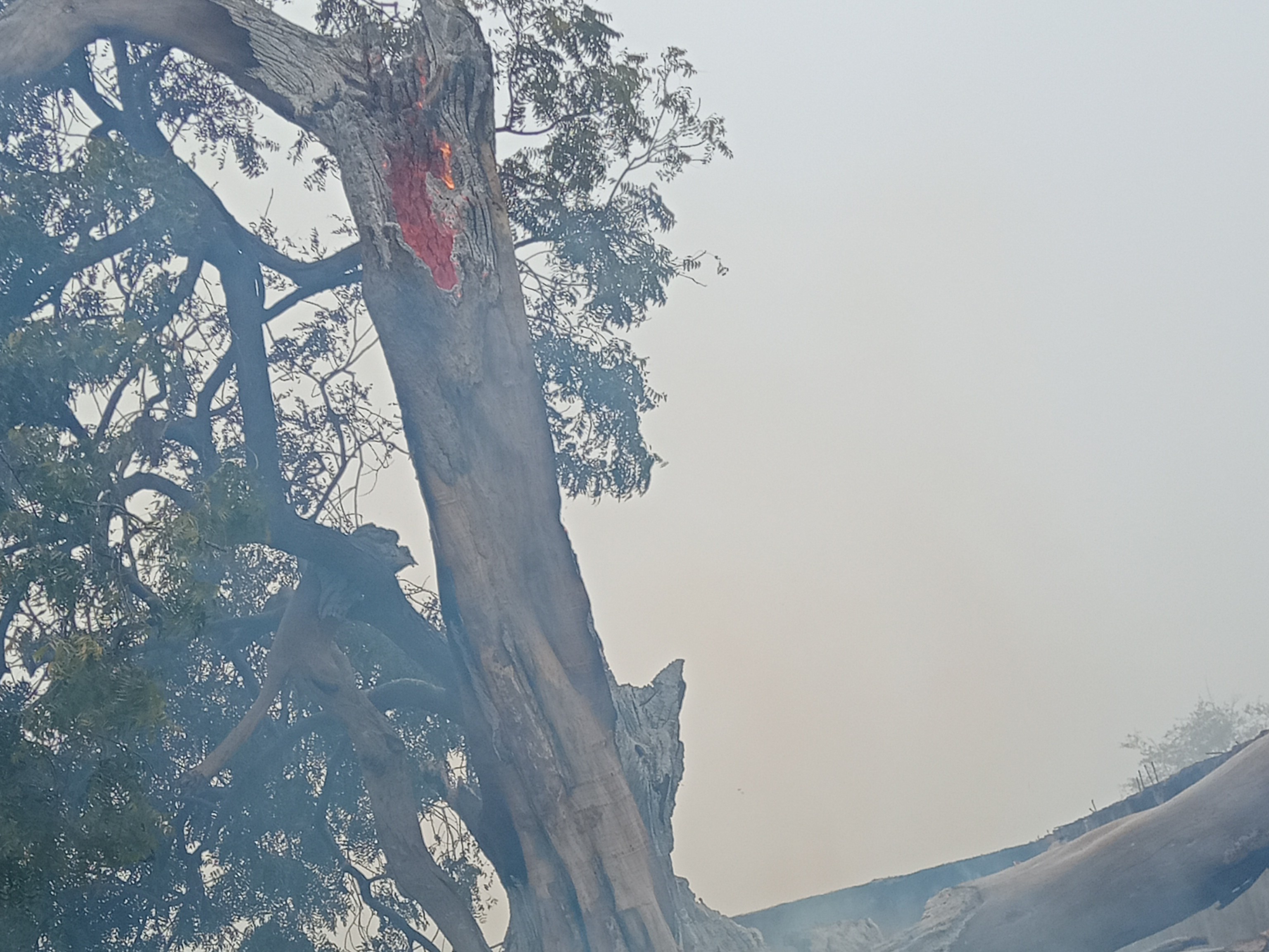 Fire in the Peepal tree of Barma Dev Darbar in Barua | बरूआ में बर्म ...
