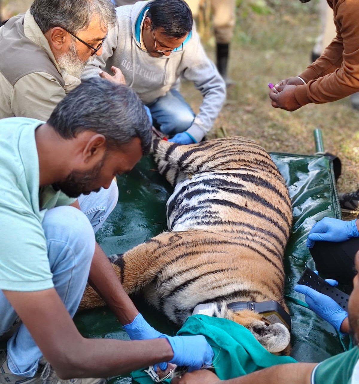 Rajasthan Tiger Relocation Photos; MP Pench Reserve | Bundi RVTR