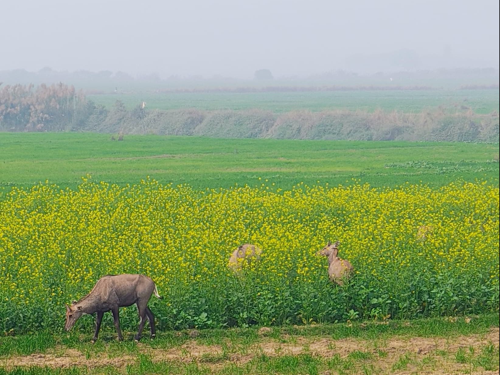 Stray animals wreak havoc in Sahajanwa block
