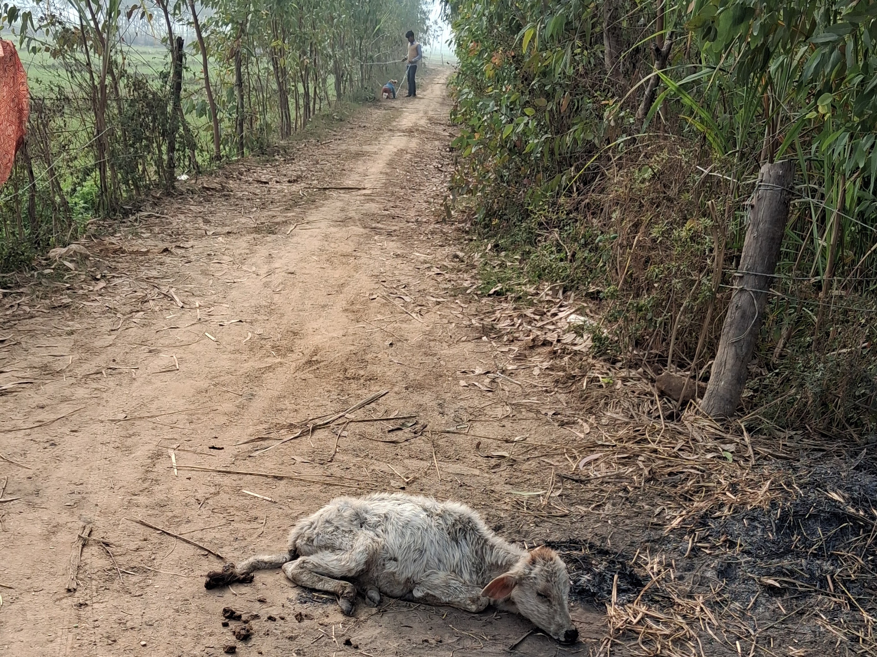 The condition of animals in the cowshed of Kant block is bad. | कांट ...