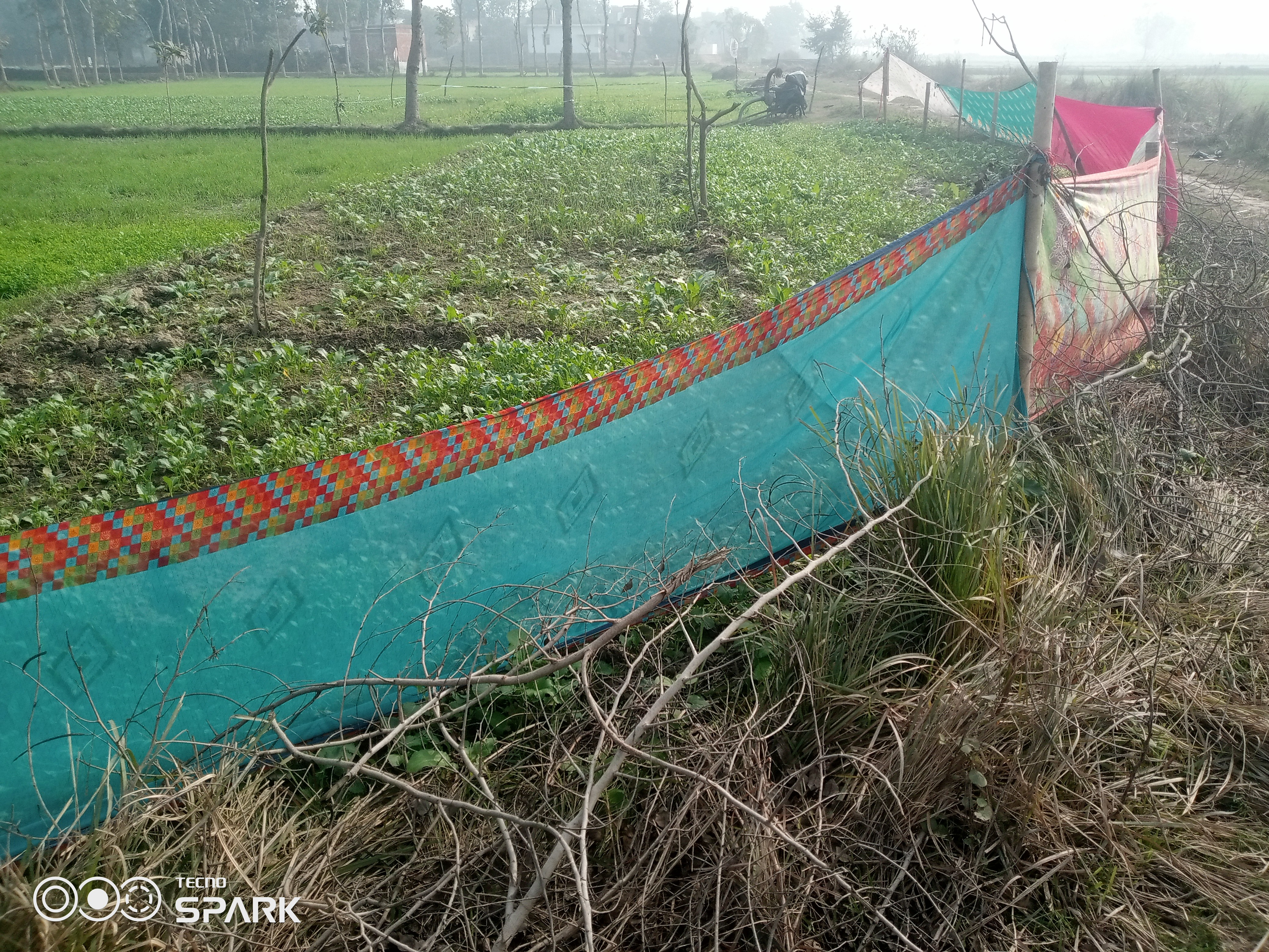 Nilgai destroys crops in Fazilnagar | फ़ाज़िलनगर में नीलगाय से फसलें ...