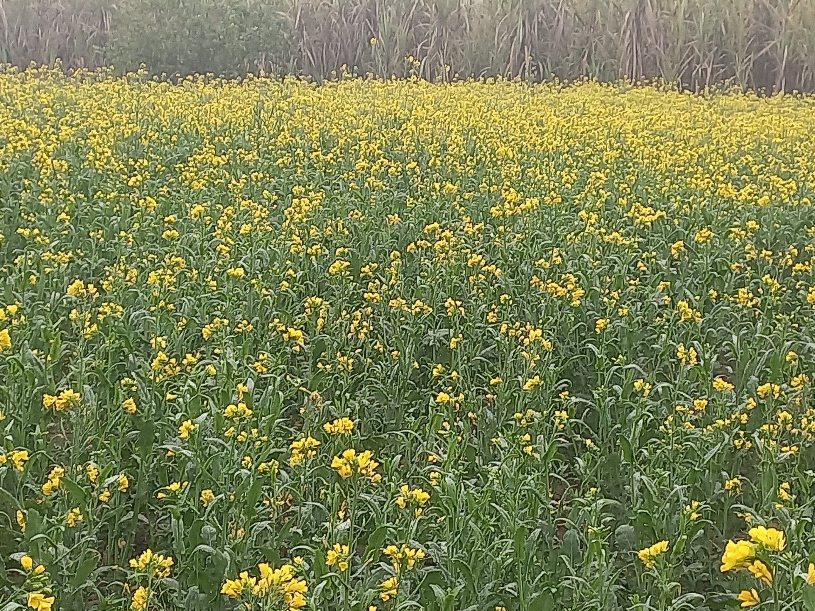Risk of rust disease on mustard crop | सरसों की फसल पर रतुआ रोग का खतरा ...