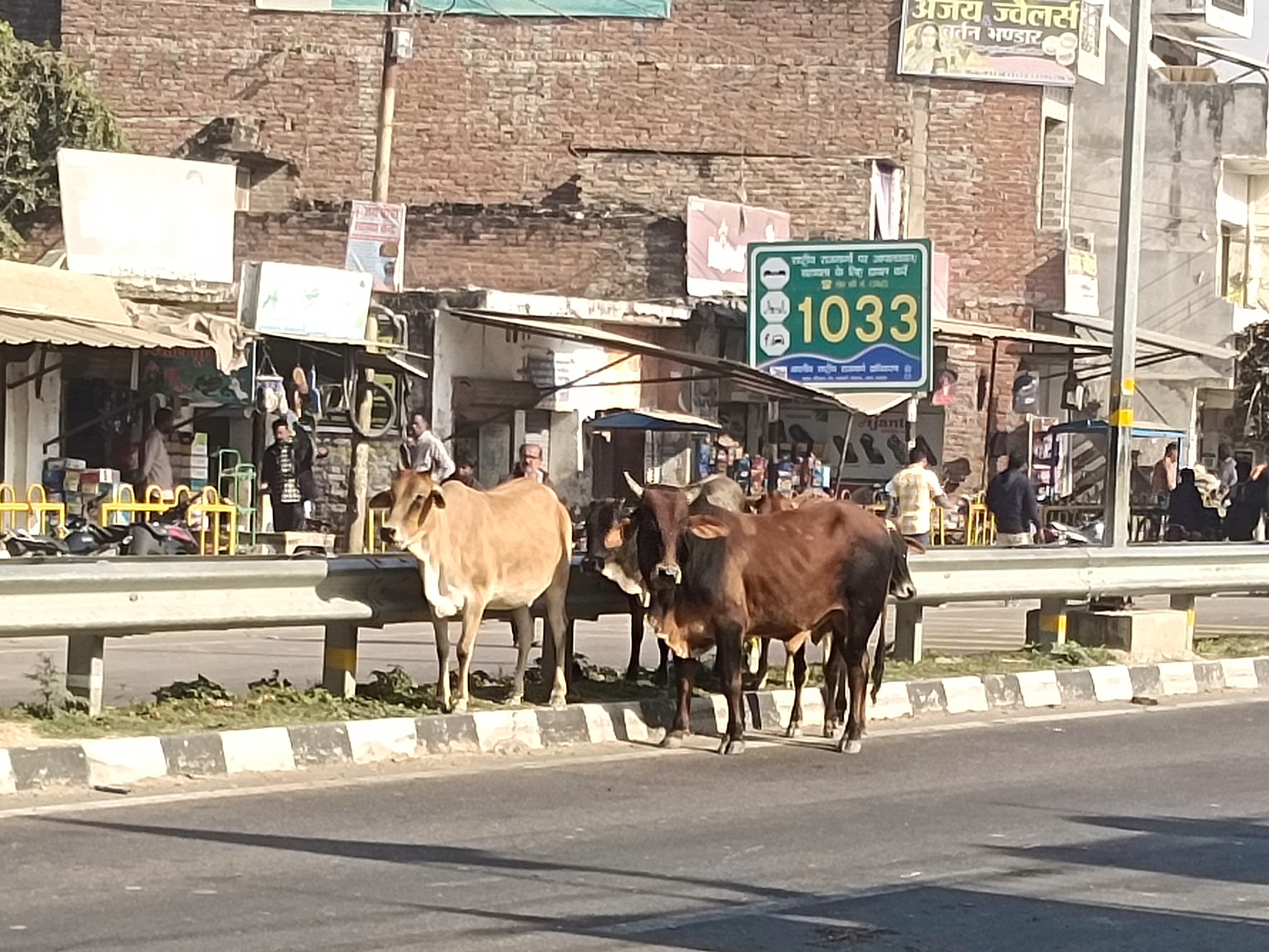 Stray animals are becoming the cause of accidents in Ayodhya.