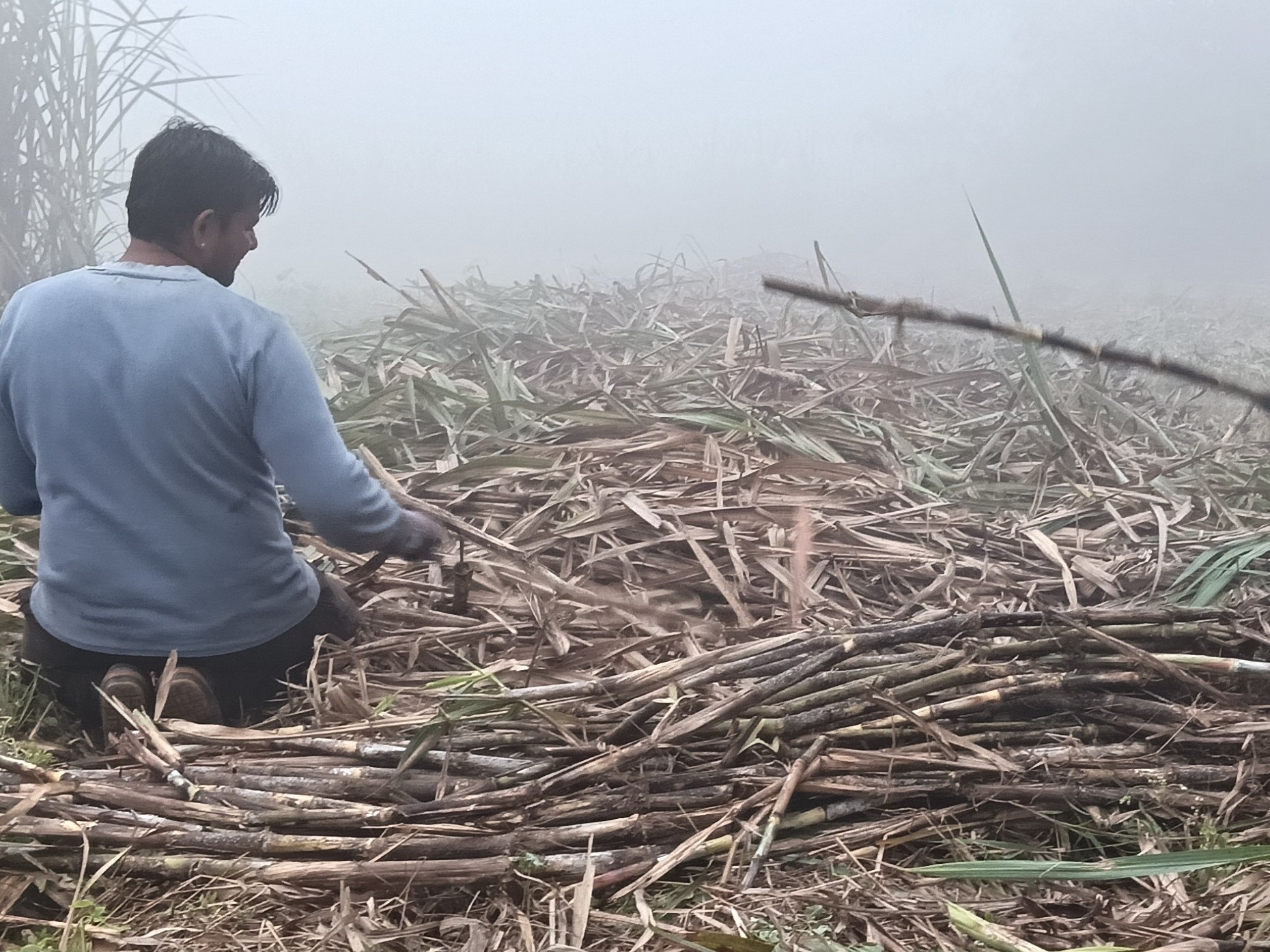 Dense fog and cold wave affect normal life | घने कोहरे और शीतलहर से ...