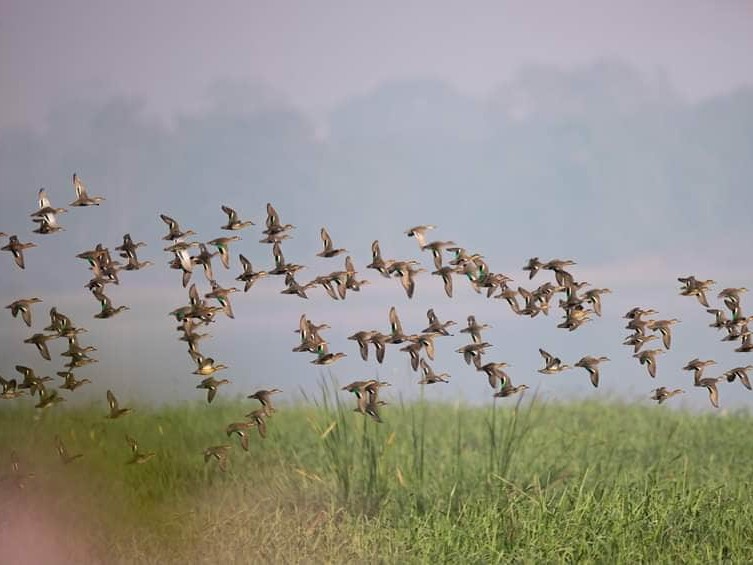 Arrival of Siberian birds in VTR, Sidhva | VTR में साइबेरियन पक्षियों ...