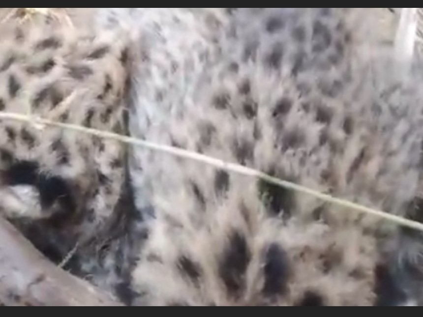 The female leopard has changed the location of her cubs | मादा तेंदुए ...