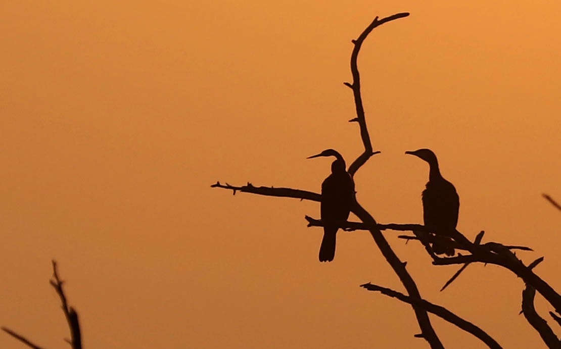 Migratory birds flock to Lucknow wetland as winter sets in | LDA ...