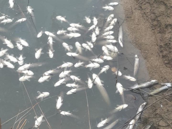Fish dying from chemically contaminated water