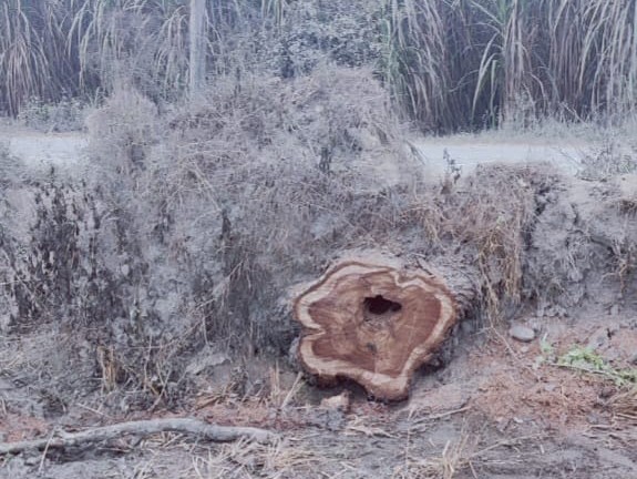 Sheesham tree was cut in Maswasi | मसवासी में शीशम का पेड़ काटा गया: वन ...