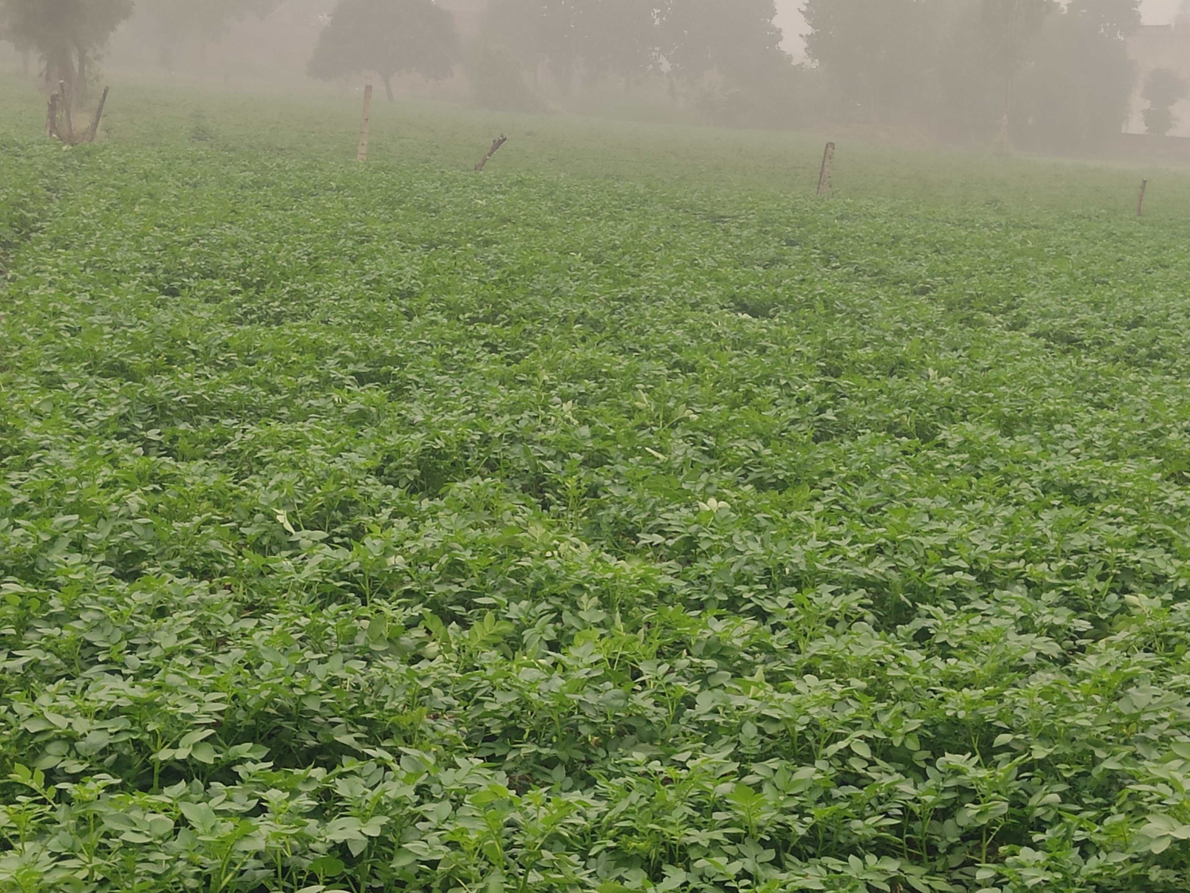 Cold wave hits Anantaram, crops affected | अनन्तराम में शीतलहर का ...