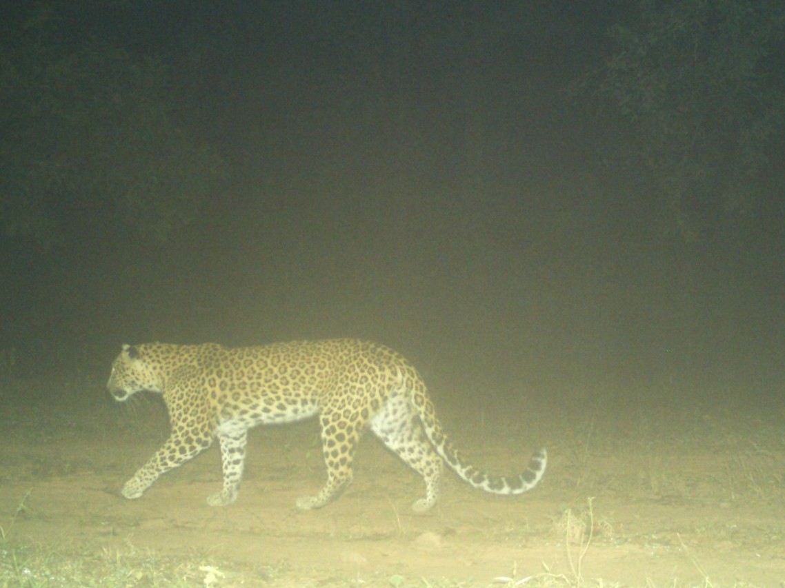 Video of leopard attack on train turns out to be fake | ट्रेन में ...