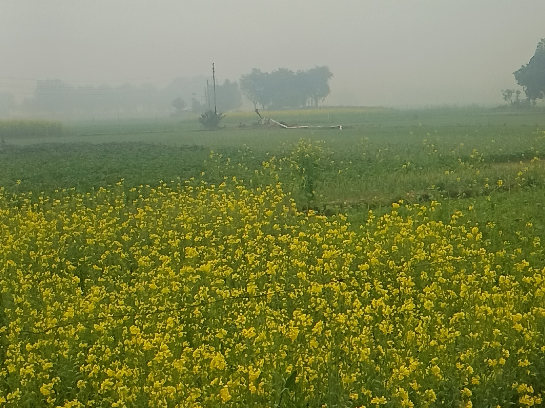 Cold wave continues in Amethi but fog brings relief | अमेठी में शीतलहर ...