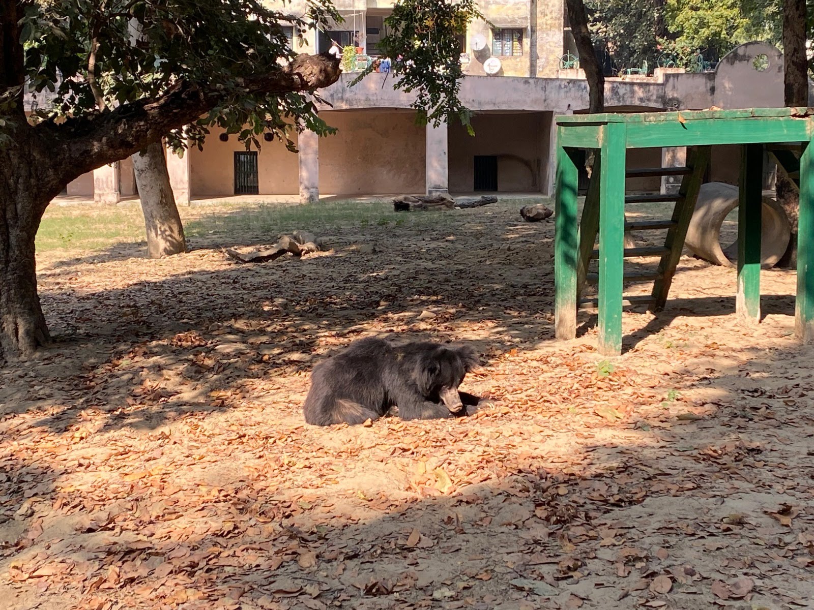 Gorillas wrapped in blankets in Lucknow Zoo: Heaters installed for ...