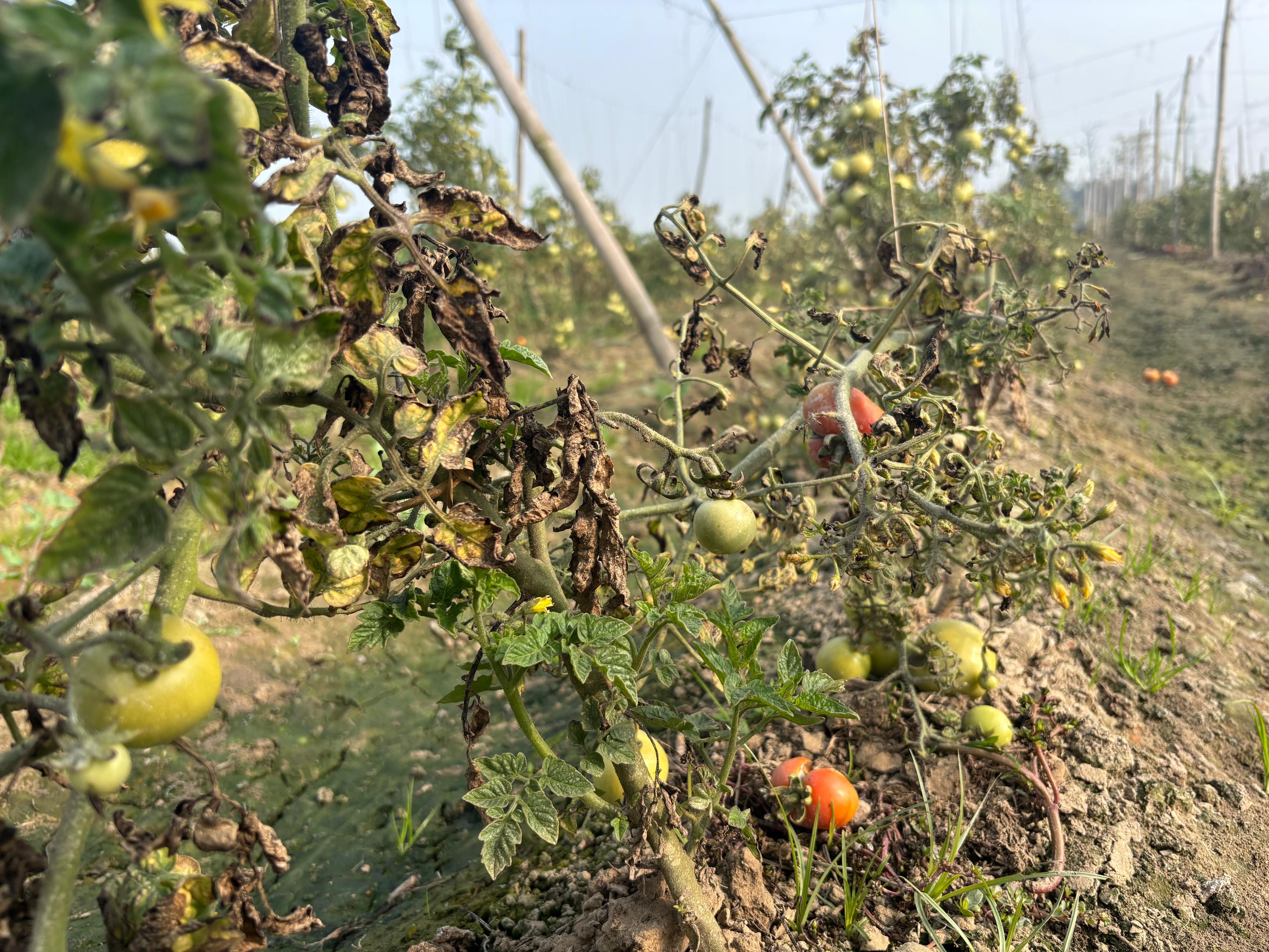 Vegetable crops under threat due to severe cold in UP: Further dip in ...