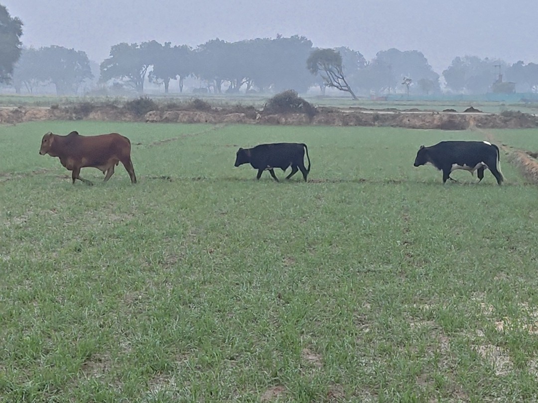 Stray animals destroy crops, farmers worried | अन्ना पशुओं से फसल ...