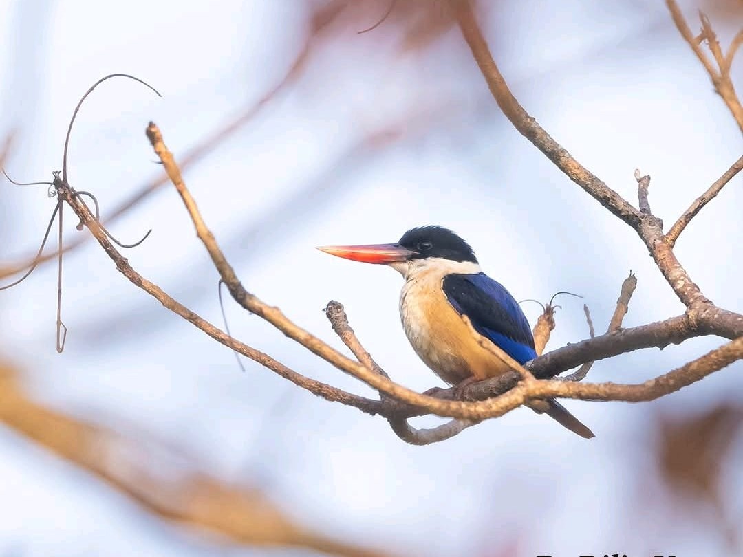 Rare black-capped kingfisher spotted for the first time in Barnawapara ...