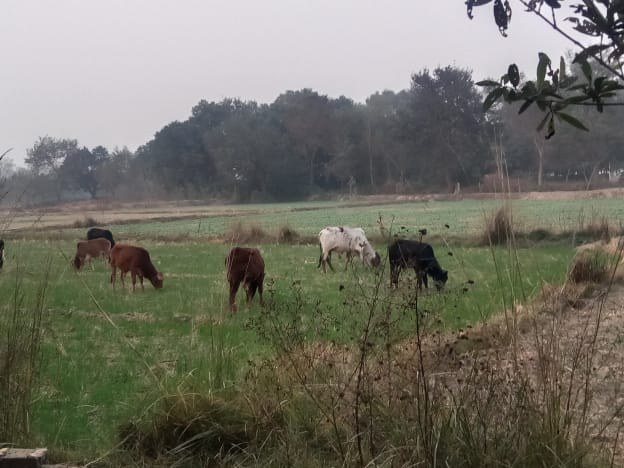 Stray cattle create havoc in MLA's native village Sultanpur News ...
