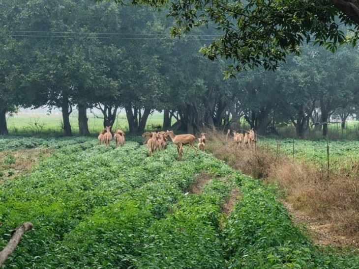 Nilgai destroys crops in Sadabad area | सादाबाद क्षेत्र में नीलगाय से ...