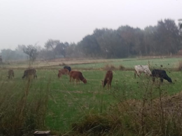 Stray cattle create havoc in MLA's native village Sultanpur News ...
