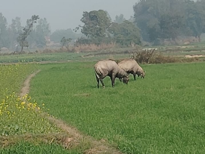 Nilgai terror in Raebareli | रायबरेली में नीलगाय का आतंक: गेहूं सहित ...