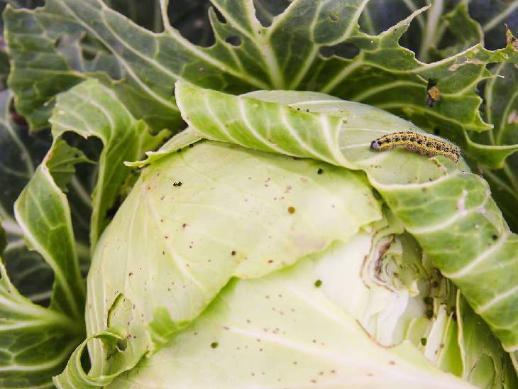 Tapeworm in cabbage kills 18-year-old student in UP: 20-25 cysts found ...