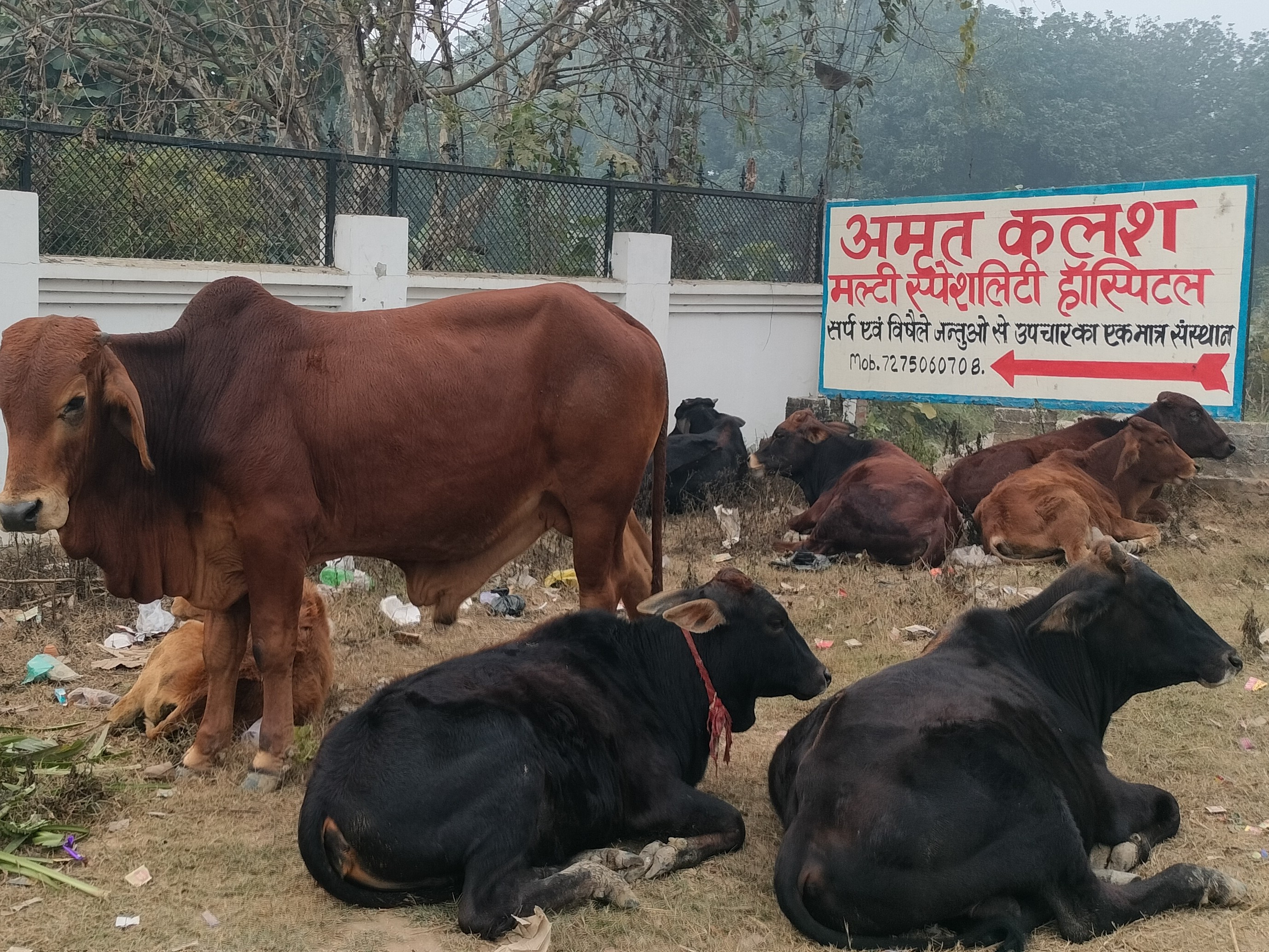 Stray animals are suffering due to severe cold in Prayagraj ...