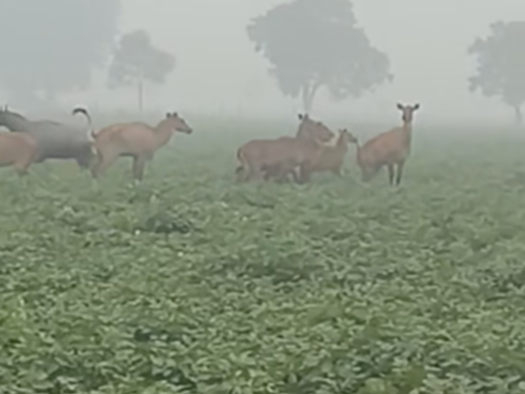 Stray animals are destroying crops in Ghiror | घिरोर में फसलें बर्बाद ...