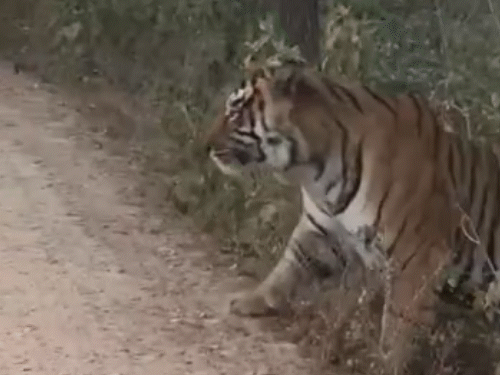 Tiger passes by safari gypsy VIDEO