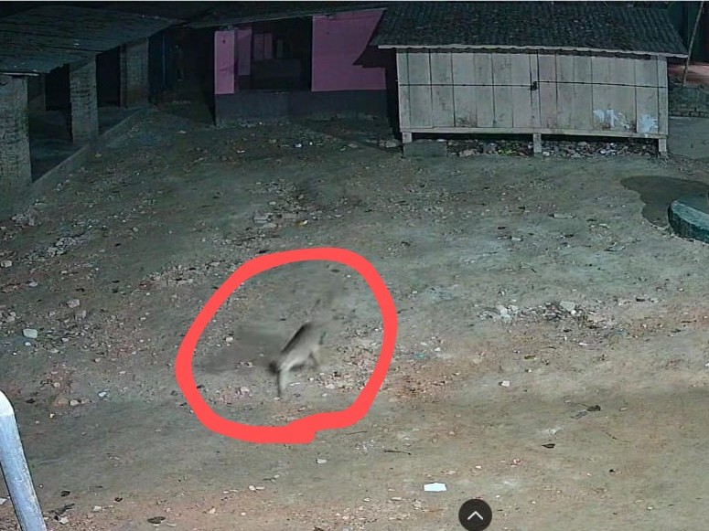 Leopard-like animal spotted at Lalganj registry office | लालगंज ...